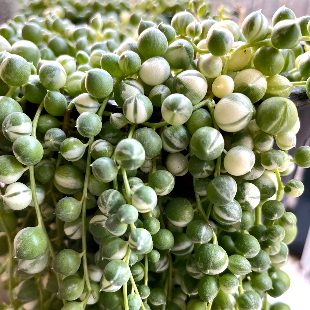 String Of Pearls Ultimate Care Guide And How Not To Kill Them Lovethatleaf