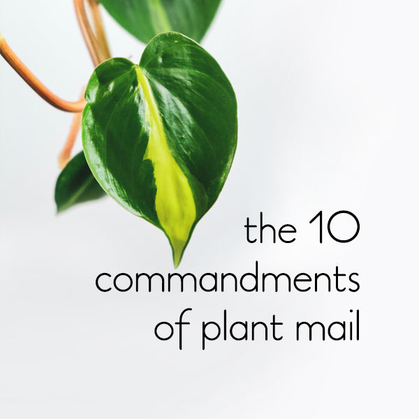 The 10 commandments of plant mail – lovethatleaf