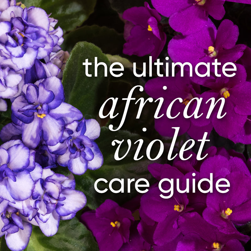 The Ultimate African Violet Care Guide – lovethatleaf