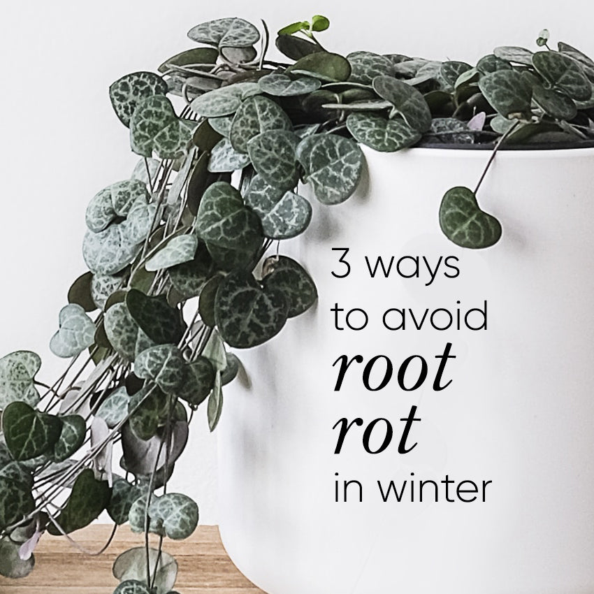 3 ways to avoid root rot in winter – lovethatleaf