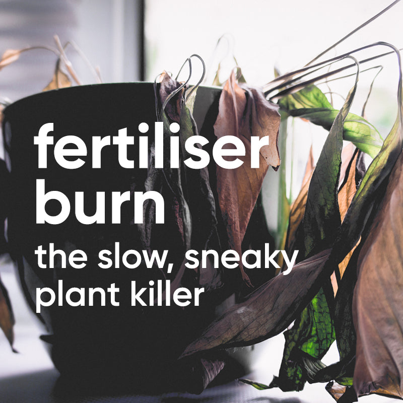 Ultimate Guide to Fertiliser Burn to Save Your Indoor Plants – lovethatleaf