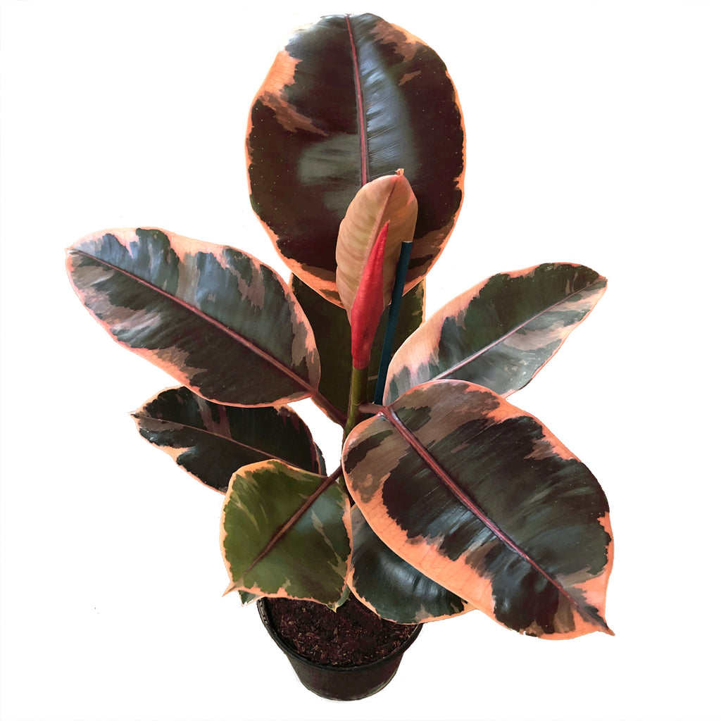 Ficus Elastica Ruby Care Guide – lovethatleaf