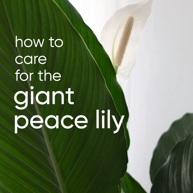 Sensation Peace Lily Care Guide (Giant Peace Lily) – lovethatleaf