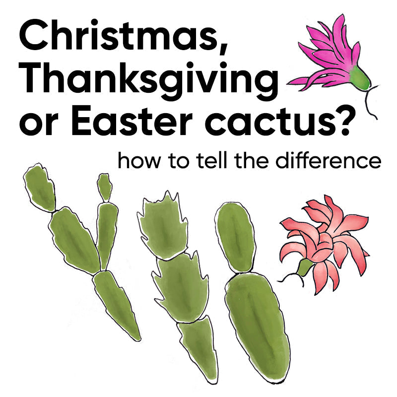 Which Holiday Cactus is it? Christmas vs Easter vs Thanksgiving Cactus ...