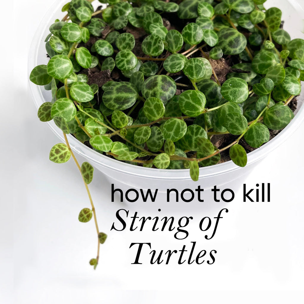 String of Turtles Complete Care Guide - What no-one tells you (and how ...