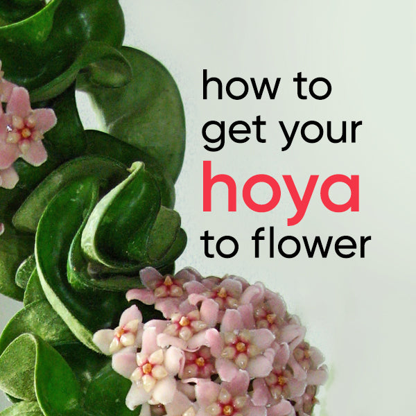 How to get your Hoya to flower – lovethatleaf