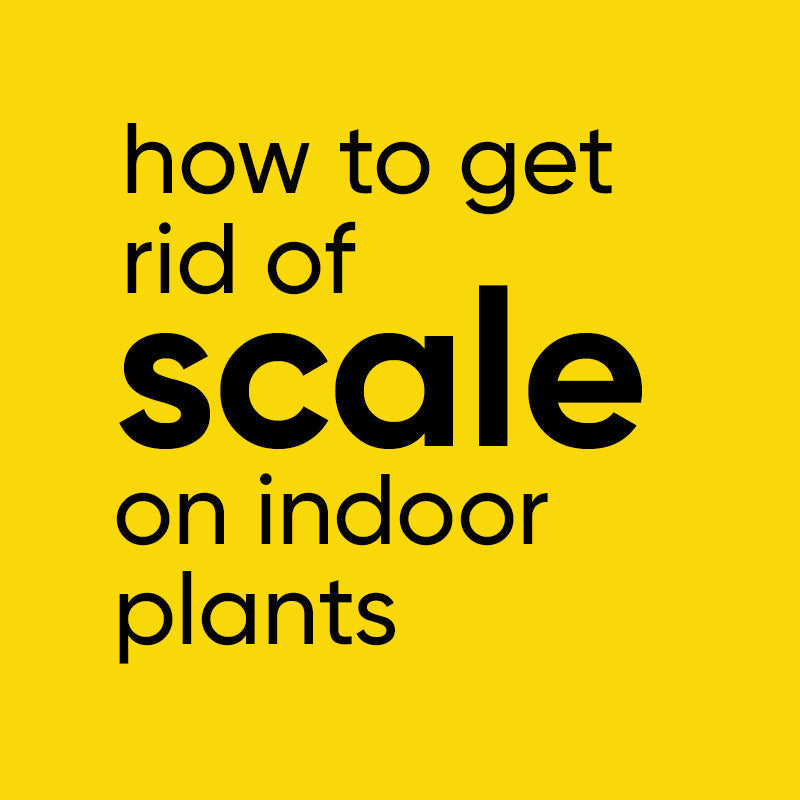 The Ultimate Scale Treatment Guide: How to get rid of scale on indoor ...