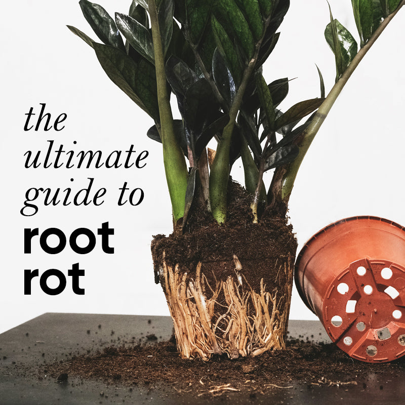 Ultimate Guide to Root Rot: The signs to watch out for and how to fix ...