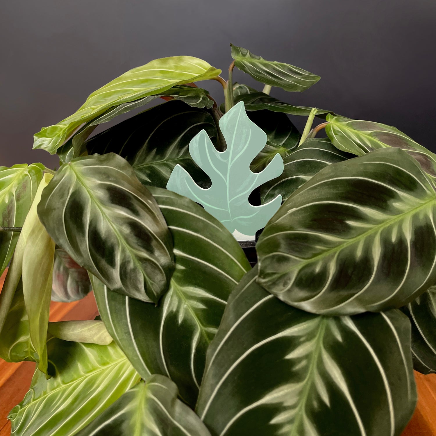 PlantDoc Moisture Meter - Mini Monstera - 5 pack – lovethatleaf