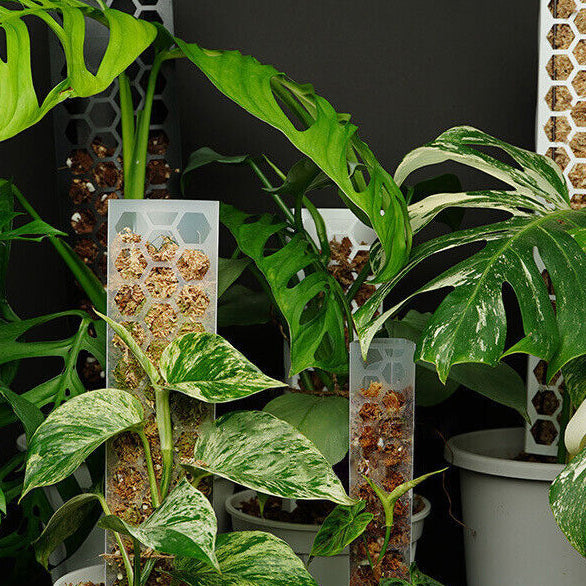 CANOPY Extendable Grow Pole - CLEAR 39cms SMALL [from $9.50 each ...