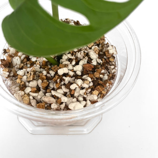 Bio Leaf Starter Mix 5 litre – lovethatleaf