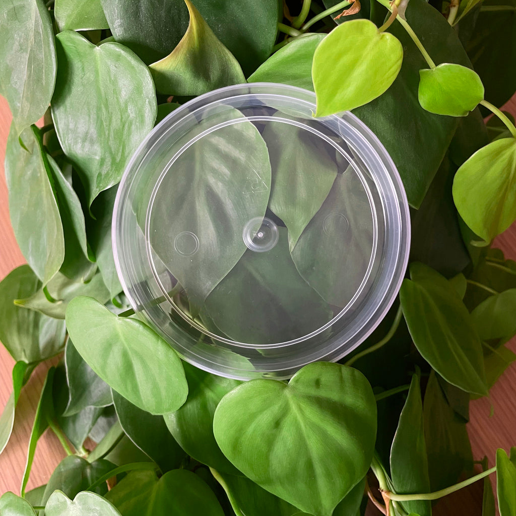 Rain Clear Saucer - Small 105cm - For 10cm to 12cm pots – lovethatleaf