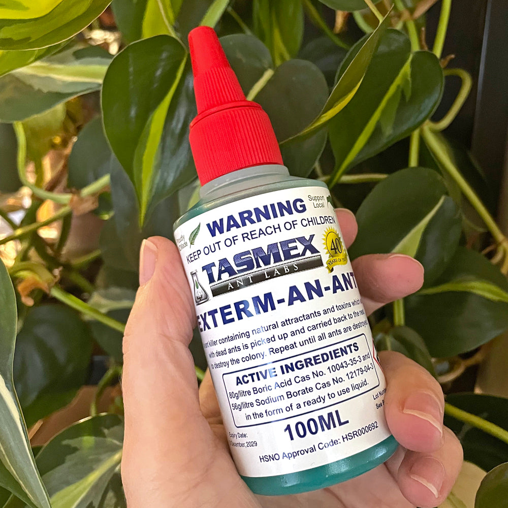 Exterm-An-Ant Ant Killer Liquid Ant Bait – lovethatleaf