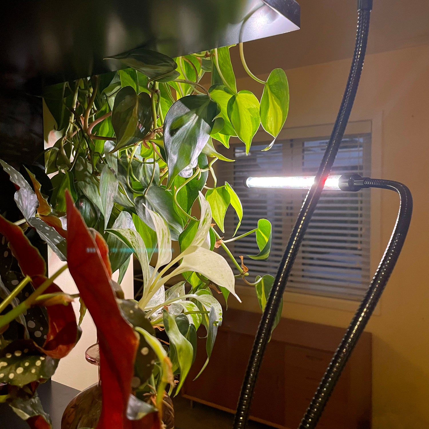 ⭐ Aurea PHOTO+ Grow Tubes ⭐ TRIPLE with USB plug - Clip-on Grow Light ...