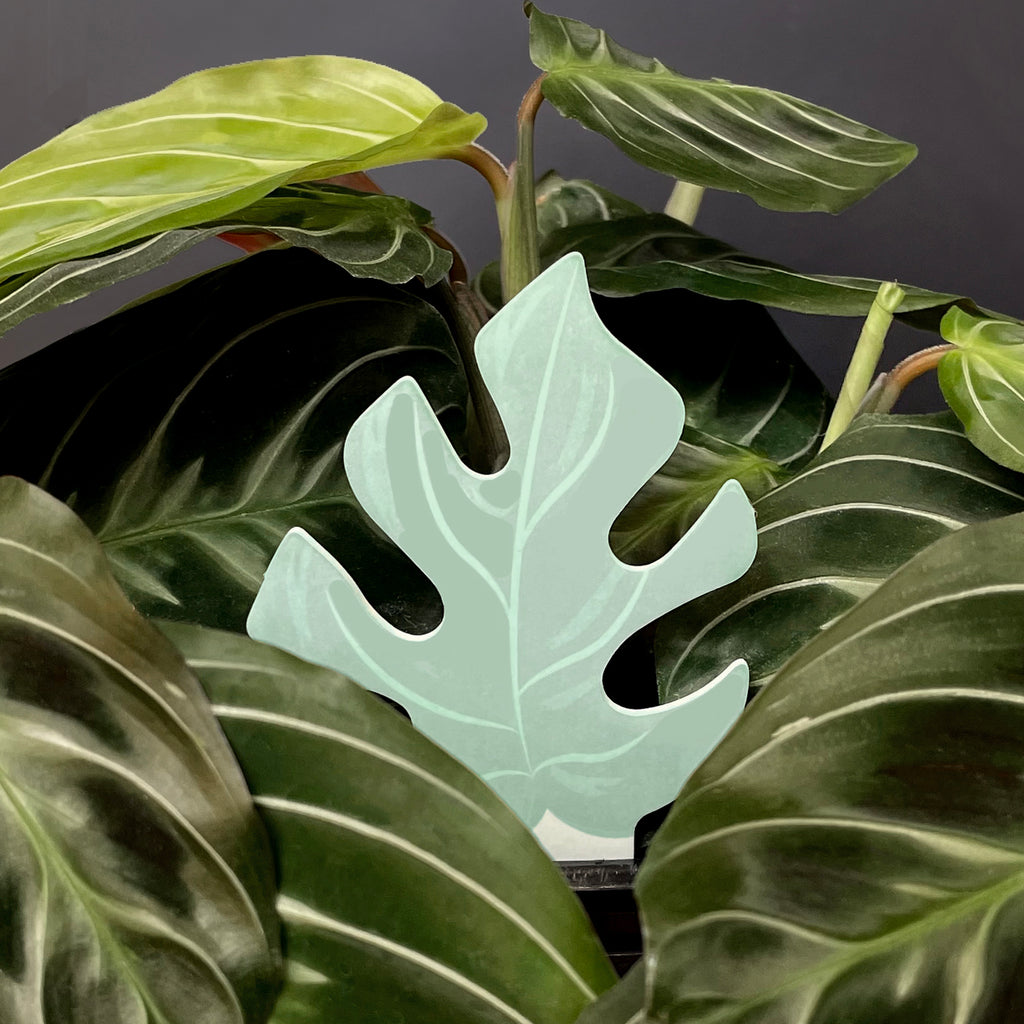 PlantDoc Moisture Meter - Mini Monstera - 5 pack – lovethatleaf