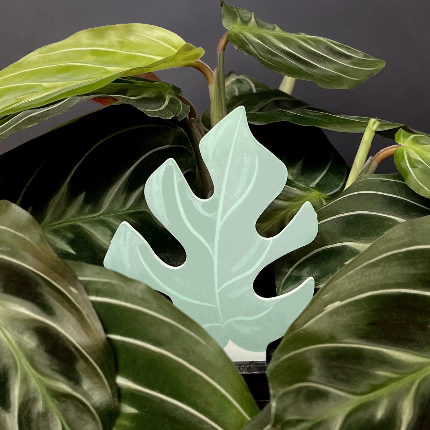 PlantDoc Moisture Meter - Mini Monstera - 5 pack – lovethatleaf