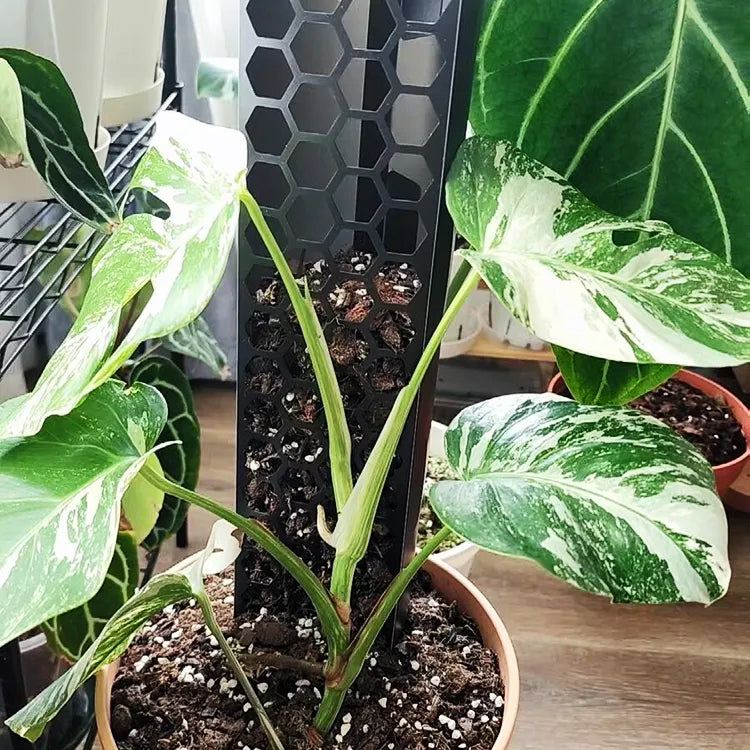 CANOPY Extendable Grow Pole - INK 39cms SMALL [from $9.50 each ...