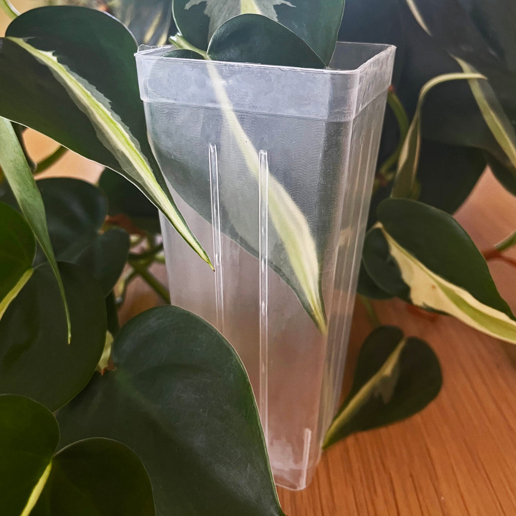 Rain DEEP MINI Clear Root Trainer Pots - 3 Pack - 5cms x 11.5cms - 220 ...