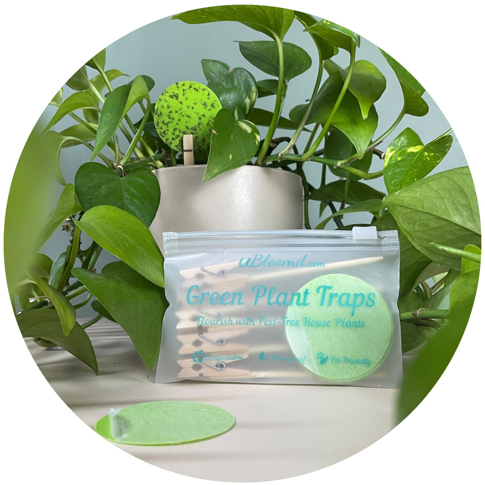 UBloomd Stealth Traps Monstera Leaf 10 Pack – lovethatleaf