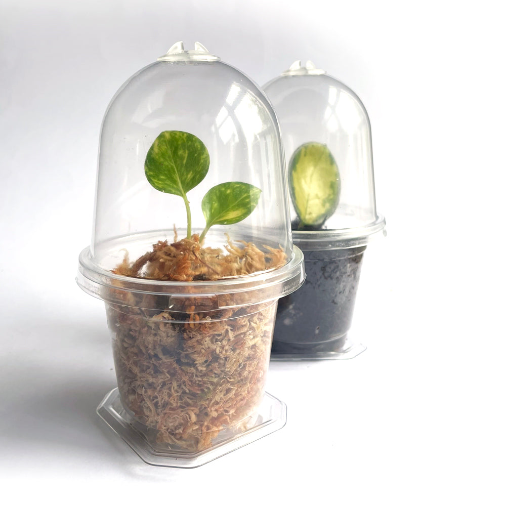 Mini Clear Propagation Kit with Humidity Dome - from $2 each – lovethatleaf