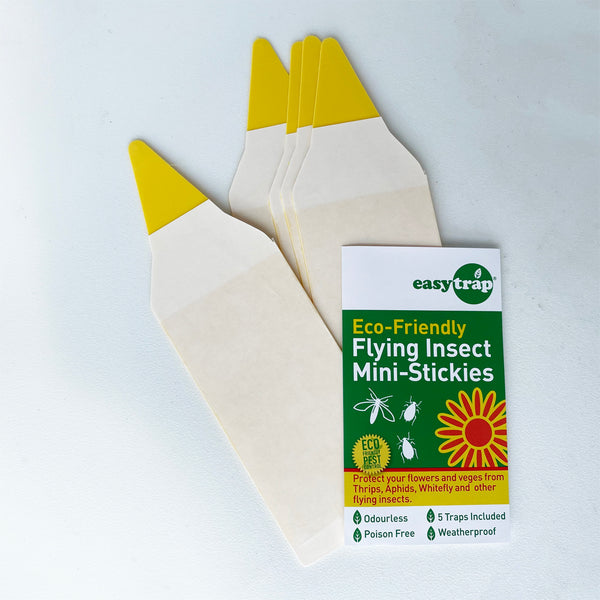 Easy Trap Stickies 5 pack - Mini yellow sticky traps for Fungus Gnats ...